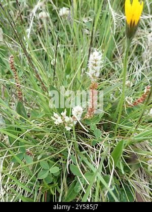 alpine bistort (Bistorta vivipara), Plantae, Провиденский р-н ...