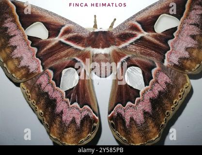 (Rothschildia lebeau inca) Insecta Stock Photo - Alamy