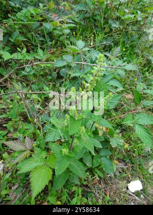 woodland germander (Teucrium scorodonia) Plantae Stock Photo - Alamy