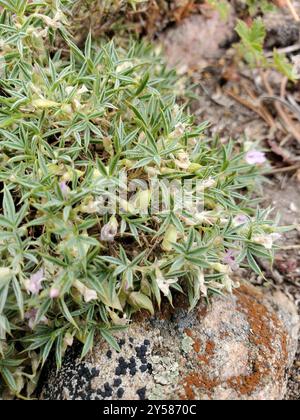 Spiny Milkvetch (Astragalus kentrophyta) Plantae Stock Photo - Alamy