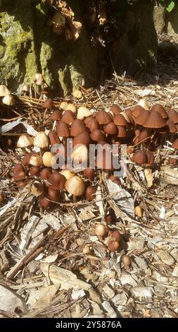 conical brittlestem (Parasola conopilea) Fungi Stock Photo - Alamy