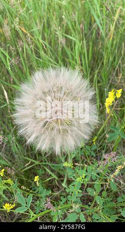 Salsifies (Tragopogon) Plantae Stock Photo - Alamy