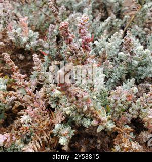 California orache (Extriplex californica) Plantae Stock Photo - Alamy