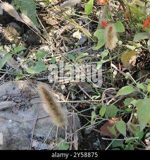 rabbitfoot grass (Polypogon monspeliensis) Plantae Stock Photo - Alamy