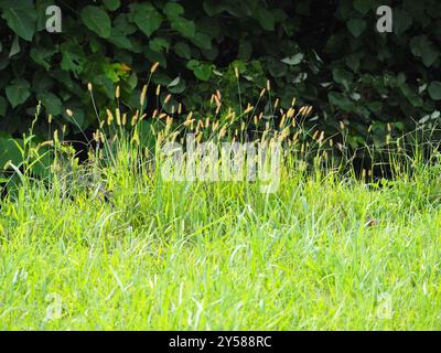 knotroot bristlegrass (Setaria parviflora) Plantae Stock Photo - Alamy