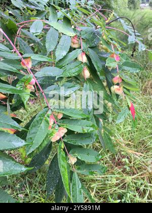 Sumac Gall Aphid (Melaphis rhois Stock Photo - Alamy