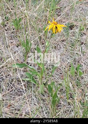 curlyhead goldenweed (Pyrrocoma crocea), Plantae, Los Alamos County, NM ...