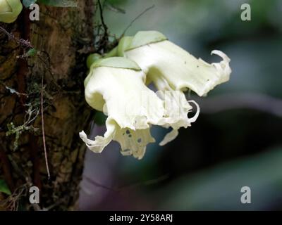 calabash tree, Kalebassenbaum, calebassier, Crescentia cujete, Yasuní ...
