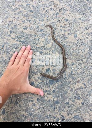 Eastern Slowworm (Anguis colchica) Reptilia Stock Photo - Alamy