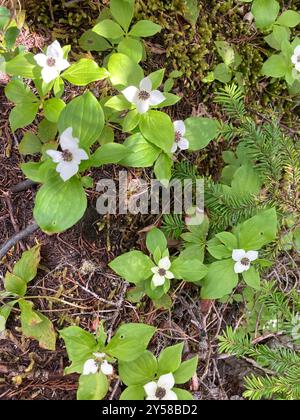 Western Bunchberry (Cornus unalaschkensis) Plantae Stock Photo - Alamy