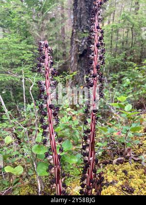 sugarstick (Allotropa virgata) Plantae Stock Photo - Alamy