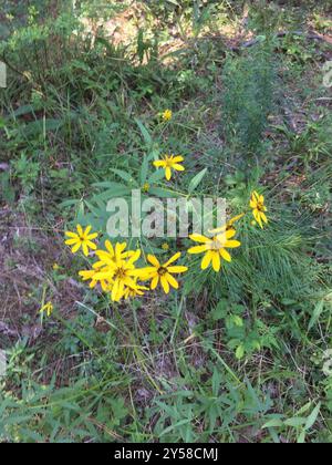 Greater Tickseed (Coreopsis major) Plantae Stock Photo - Alamy