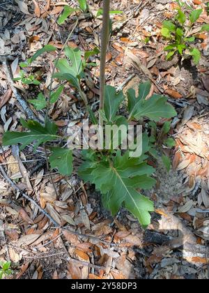 Kidney-leaf Rosinweed (Silphium compositum) Plantae Stock Photo - Alamy