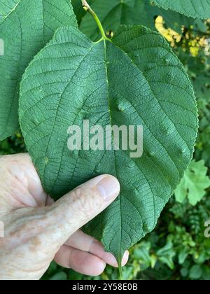 red mulberry (Morus rubra) Plantae Stock Photo - Alamy