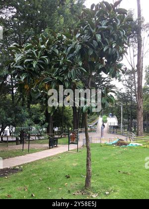 motley meriania (Meriania nobilis) Plantae Stock Photo - Alamy