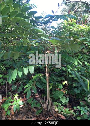 Paradise Tree (Simarouba glauca) Plantae Stock Photo - Alamy