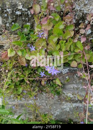 Trailing bellflower (Campanula poscharskyana), Plantae, Fairfield Road ...