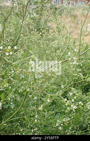 stone parsley (Sison amomum) Plantae Stock Photo - Alamy