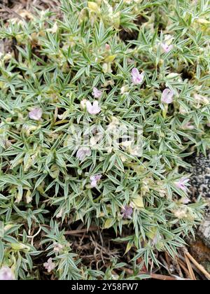 Spiny Milkvetch (Astragalus kentrophyta), Plantae, Kane County, UT, USA ...