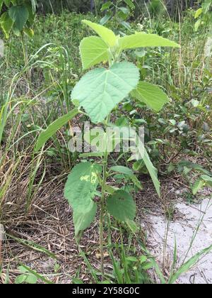 flannel weed (Sida cordifolia) Plantae Stock Photo - Alamy