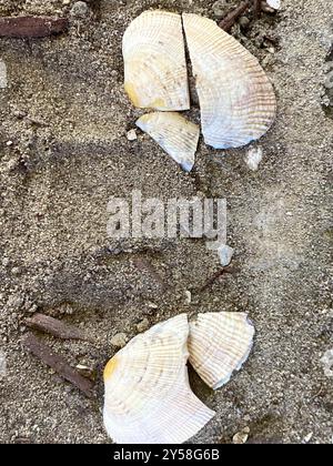 Japanese Littleneck (Ruditapes philippinarum) Mollusca Stock Photo - Alamy