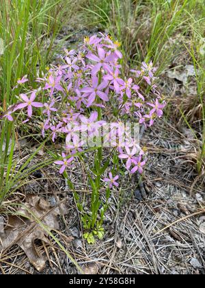narrowleaf rose-pink (Sabatia brachiata) Plantae Stock Photo - Alamy