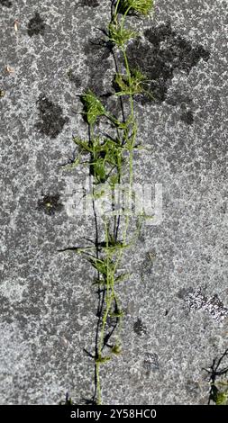 muskgrass (Chara) Plantae Stock Photo - Alamy
