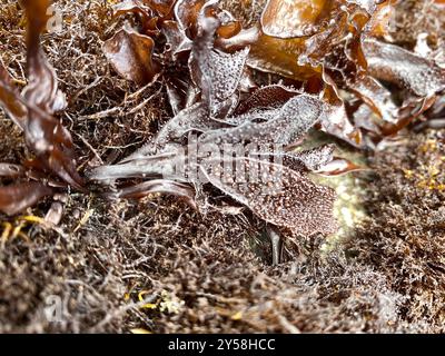 encrusting red algae (Mastocarpus), Plantae, Monterey Bay, Santa Cruz ...