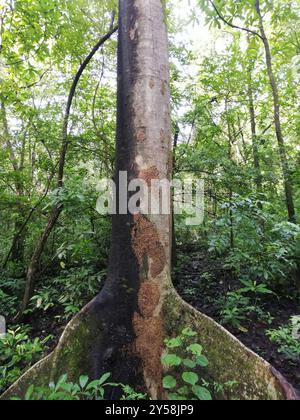 Brazilian fern tree (Schizolobium parahyba) Plantae Stock Photo - Alamy