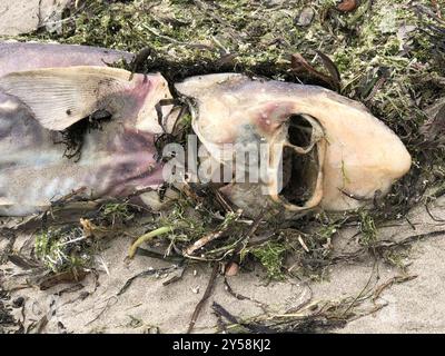 White Sturgeon (Acipenser transmontanus) Actinopterygii Stock Photo - Alamy