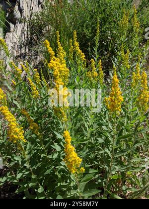 velvety goldenrod (Solidago velutina) Plantae Stock Photo - Alamy