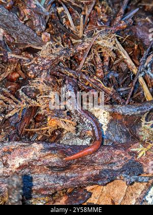 Ensatina (Ensatina eschscholtzii) Amphibia Stock Photo - Alamy