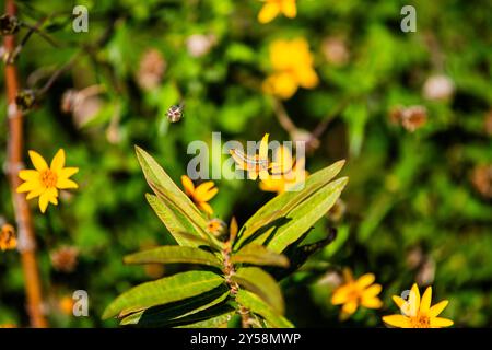 A pollinator garden featuring flowers that attract bees and other ...