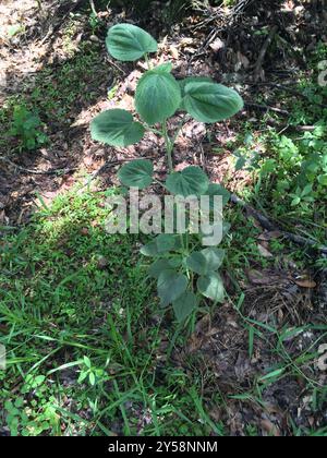 flannel weed (Sida cordifolia) Plantae Stock Photo - Alamy