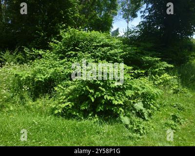 Bohemian Knotweed (Reynoutria × bohemica) Plantae Stock Photo - Alamy