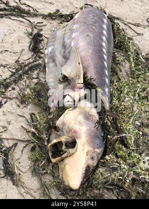 White Sturgeon (Acipenser transmontanus) Actinopterygii Stock Photo - Alamy