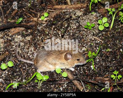 Tiny Pygmy Mouse (Mus minutoides) Mammalia Stock Photo - Alamy