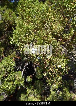western juniper (Juniperus occidentalis) Plantae Stock Photo - Alamy