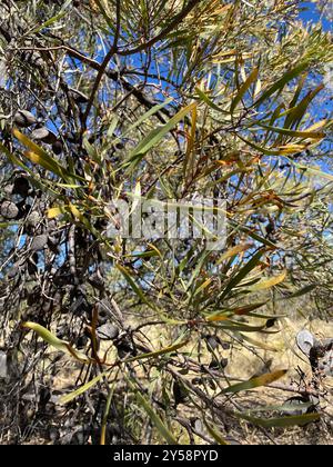 common hakea (Hakea arborescens) Plantae Stock Photo - Alamy