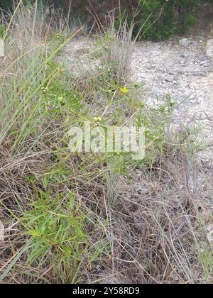 Texas Stillingia (Stillingia texana) Plantae Stock Photo - Alamy
