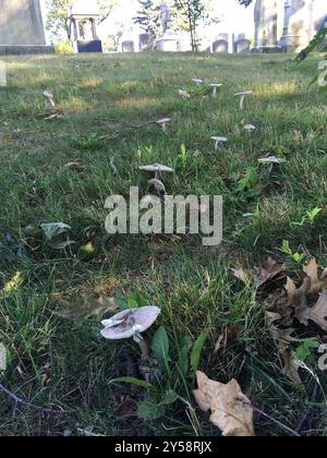 Hated Caesar (Amanita spreta) Fungi Stock Photo - Alamy