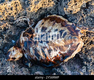 The decompsing body of a turtle, stuck on rocks un Crete,Greece Stock ...