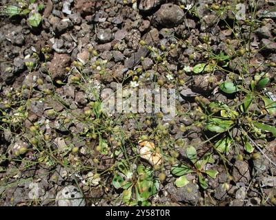 Smooth Carpetweed (Paramollugo nudicaulis) Plantae Stock Photo - Alamy