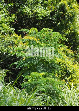 Emerald Tree (Radermachera sinica), Plantae, 台灣新北市 Stock Photo - Alamy