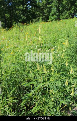 Canadian milkvetch (Astragalus canadensis) Plantae Stock Photo - Alamy