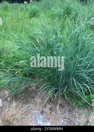 Bitter Panicgrass (Panicum amarum) Plantae Stock Photo - Alamy