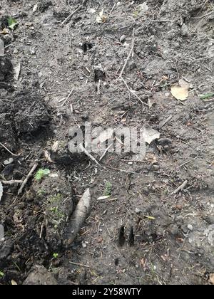 Even-toed Ungulates and Cetaceans (Artiodactyla) Mammalia Stock Photo ...