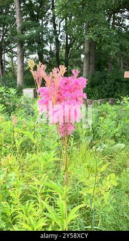 queen of the prairie (Filipendula rubra) Plantae Stock Photo - Alamy