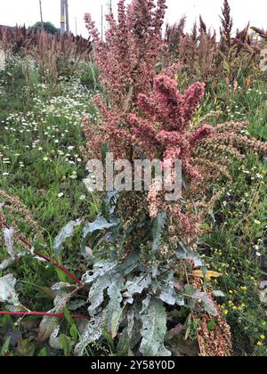 Patience Dock (Rumex patientia) Plantae Stock Photo - Alamy