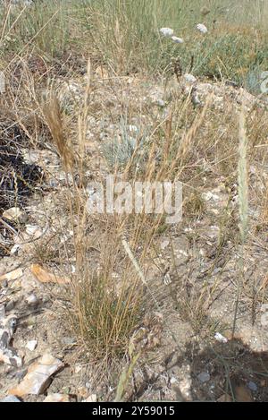 Salt Grass (Puccinellia) Plantae Stock Photo - Alamy